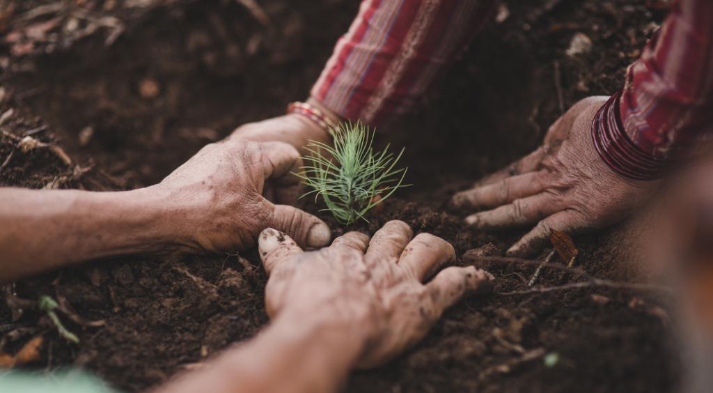 10 Ways Trees Make Our Lives Better